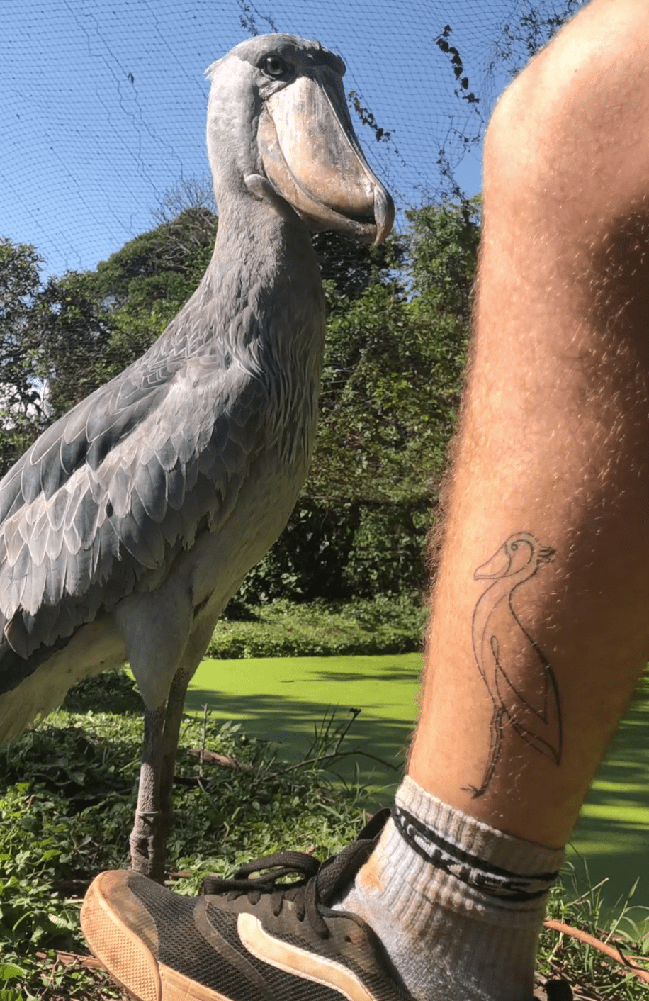 Познакомившись в детстве с раненой птицей, фотограф вернулся к ней ...