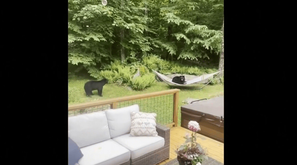 Медведь со знанием дела раскачивался на гамаке, пока хозяин не прогнал ...